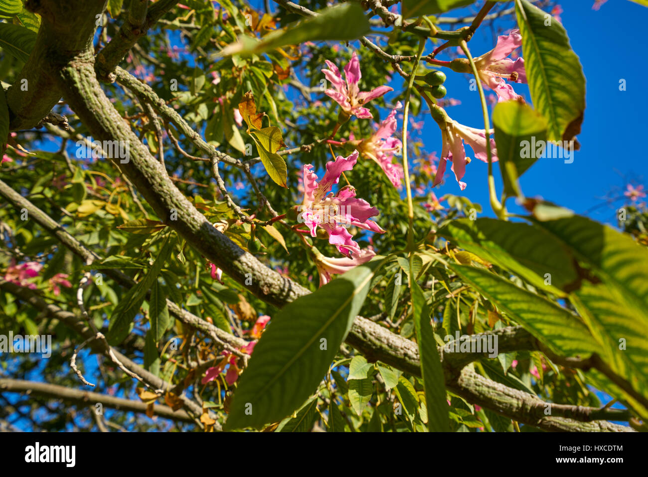 Valencia ceiba tree flowers at Turia park gardens view in Spain Stock ...