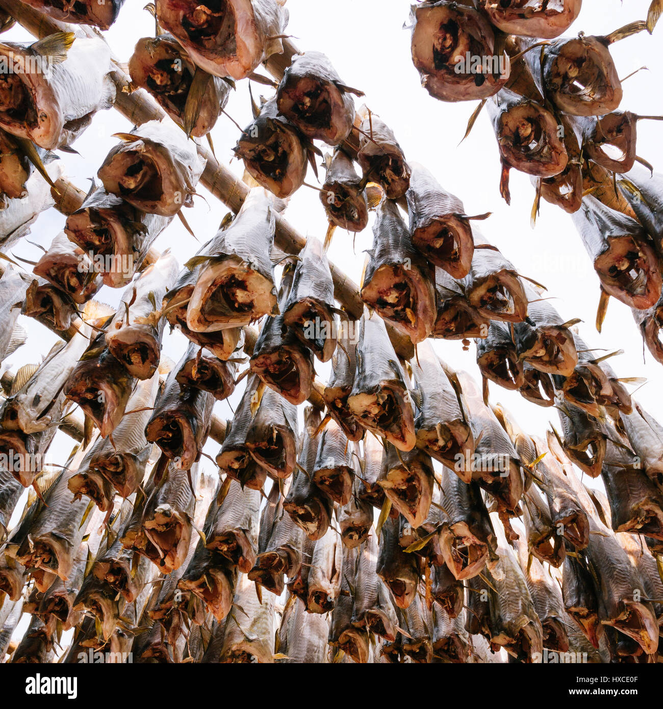 Stockfish at lofoten islands hi-res stock photography and images - Alamy