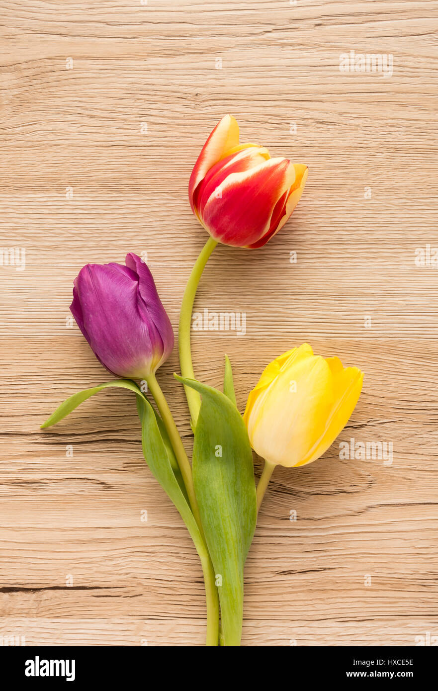 Tulips colors hi-res stock photography and images - Alamy