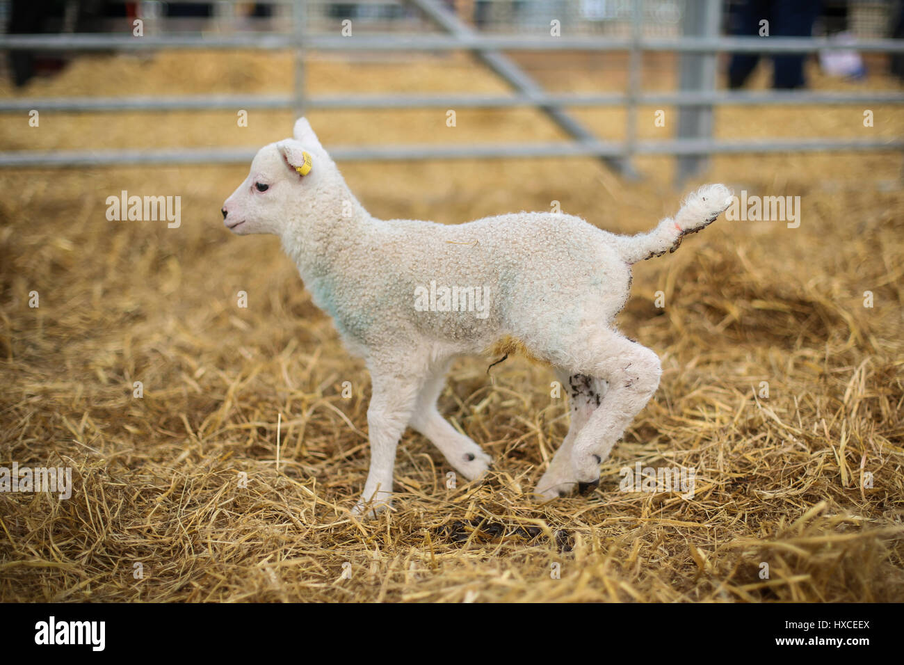 A newly born lamb at Askham Bryan College near York during their annual ...