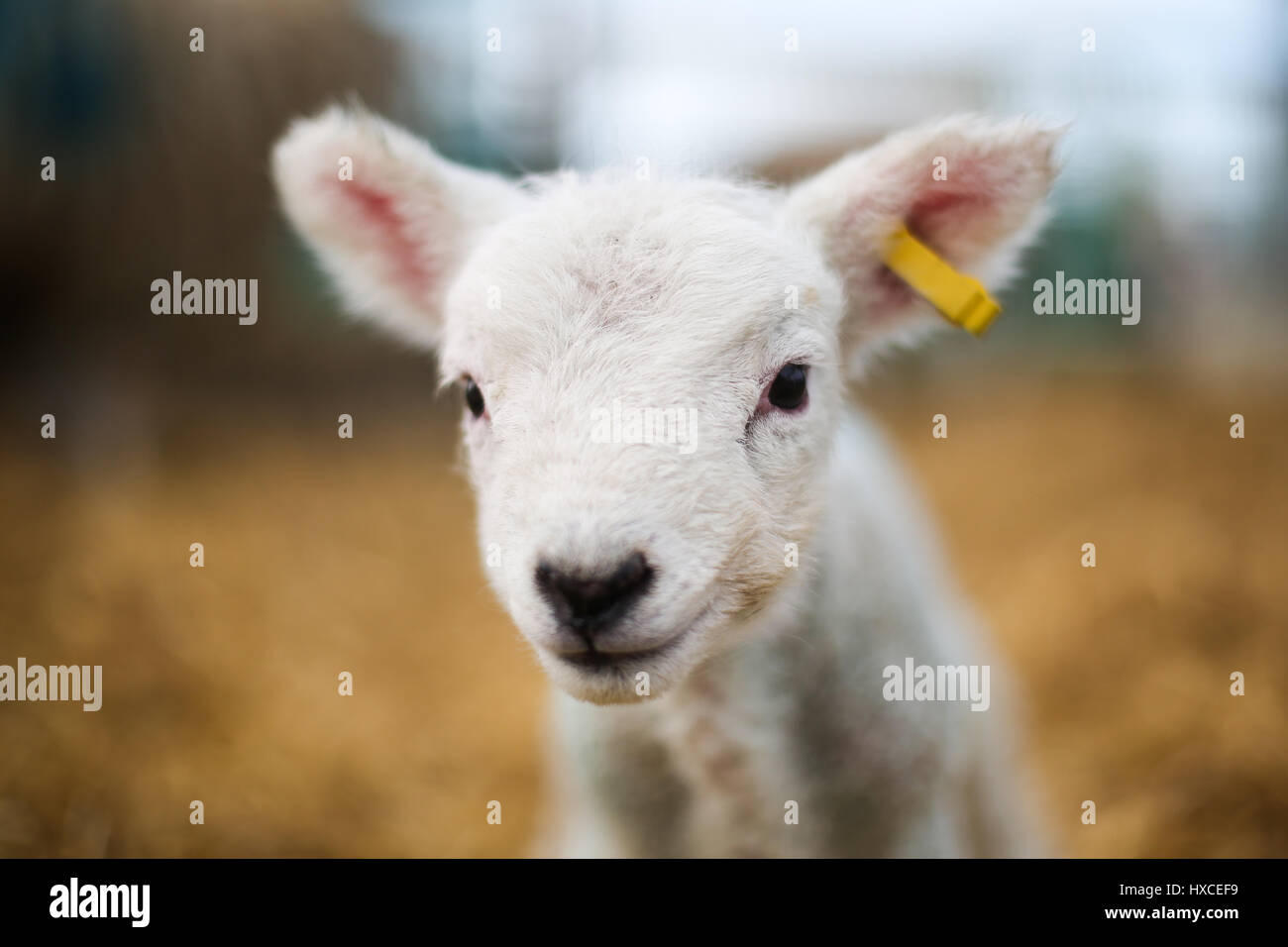 Annual life cycle hi-res stock photography and images - Alamy