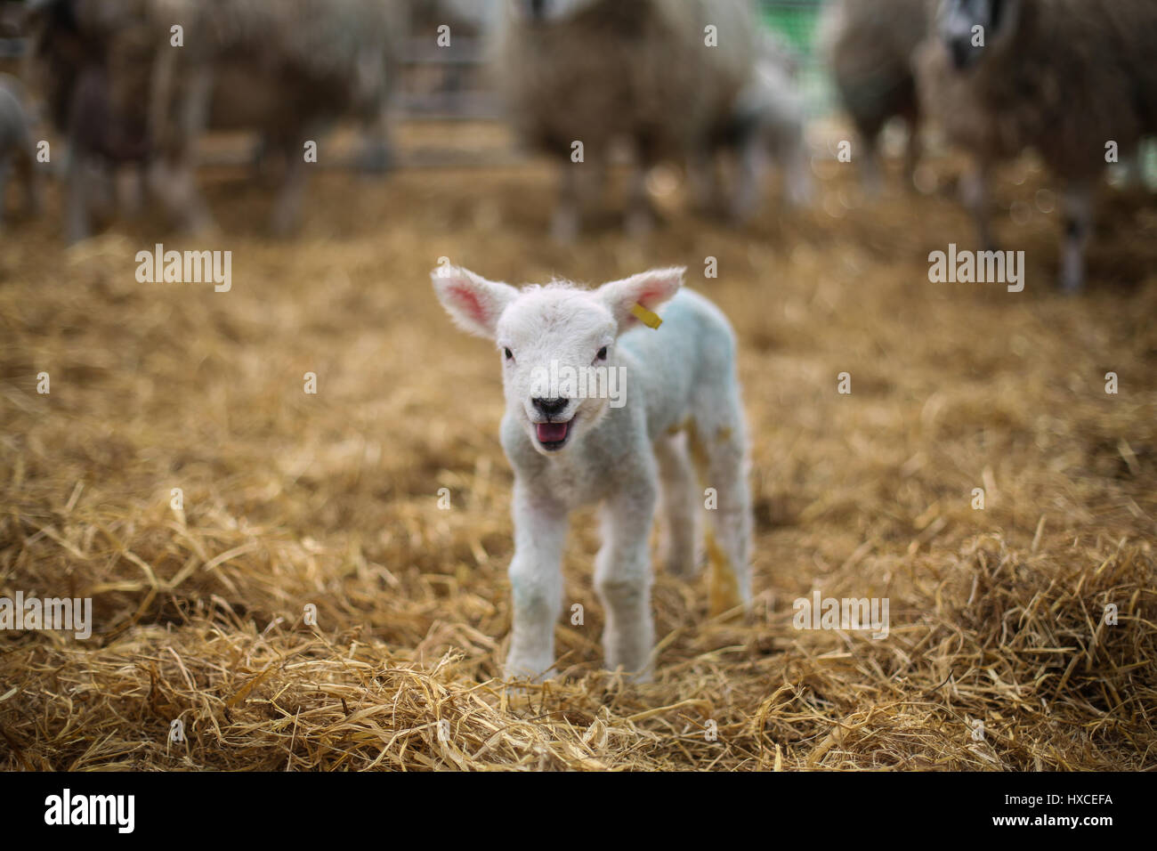 A newly born lamb at Askham Bryan College near York during their annual ...