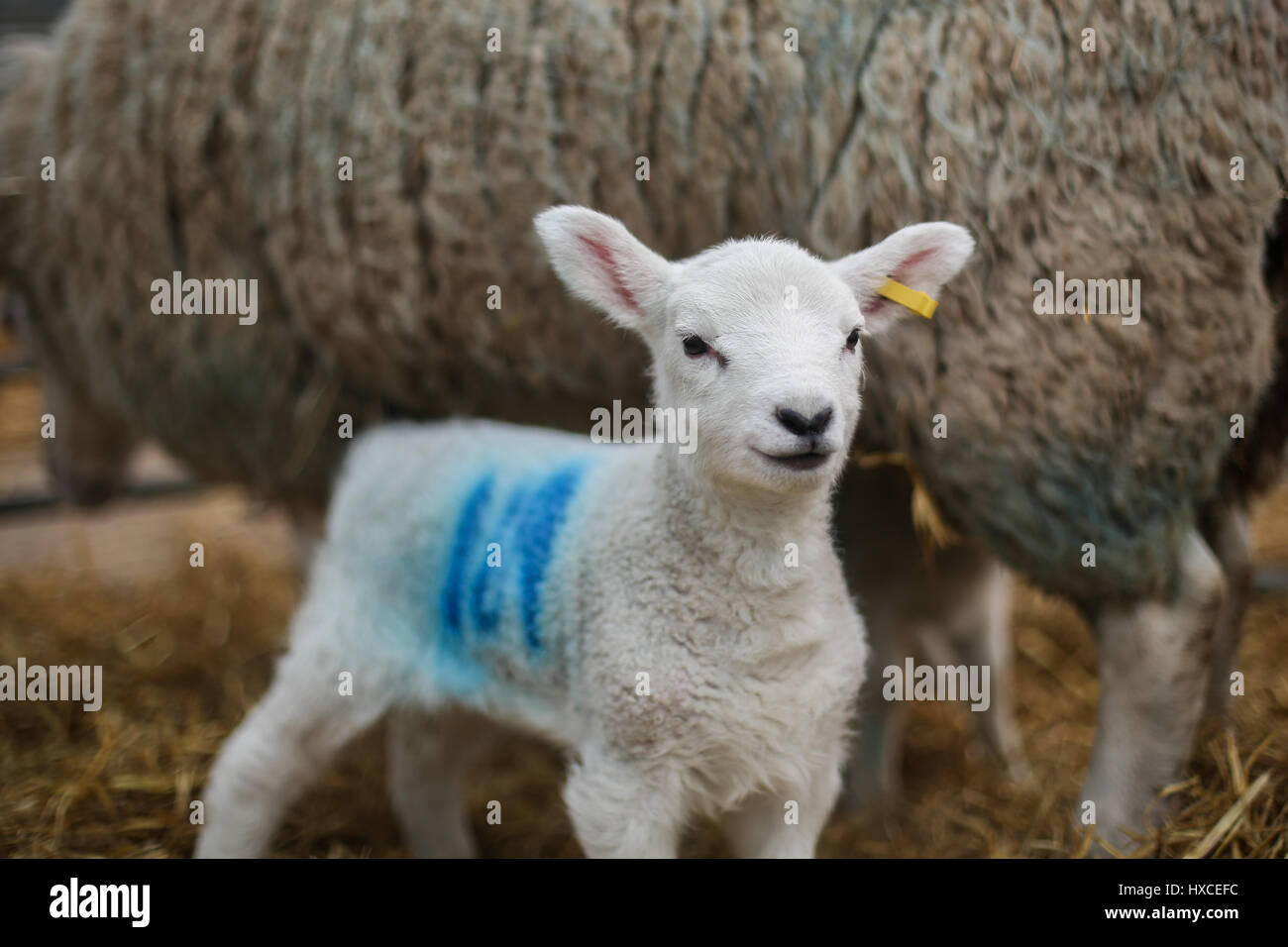 Annual life cycle hi-res stock photography and images - Alamy