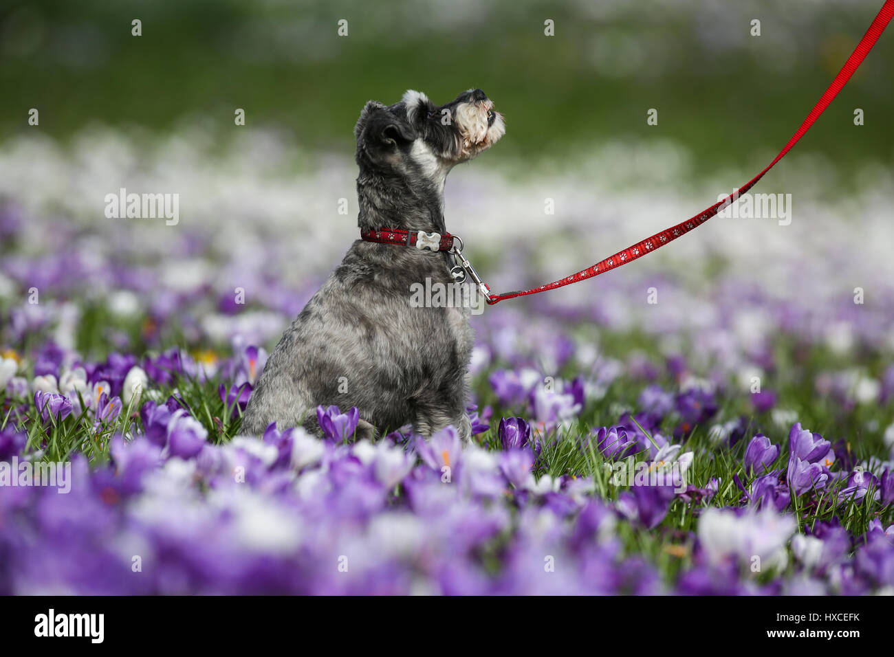 A woman walks her Schnauzer dog through a patch of colourful crocuses ...