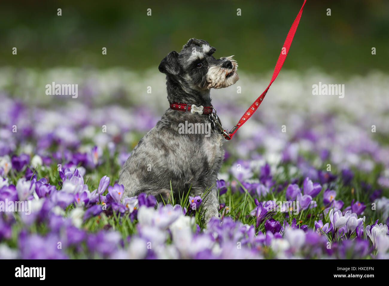 Schnauzer walks hi-res stock photography and images - Alamy
