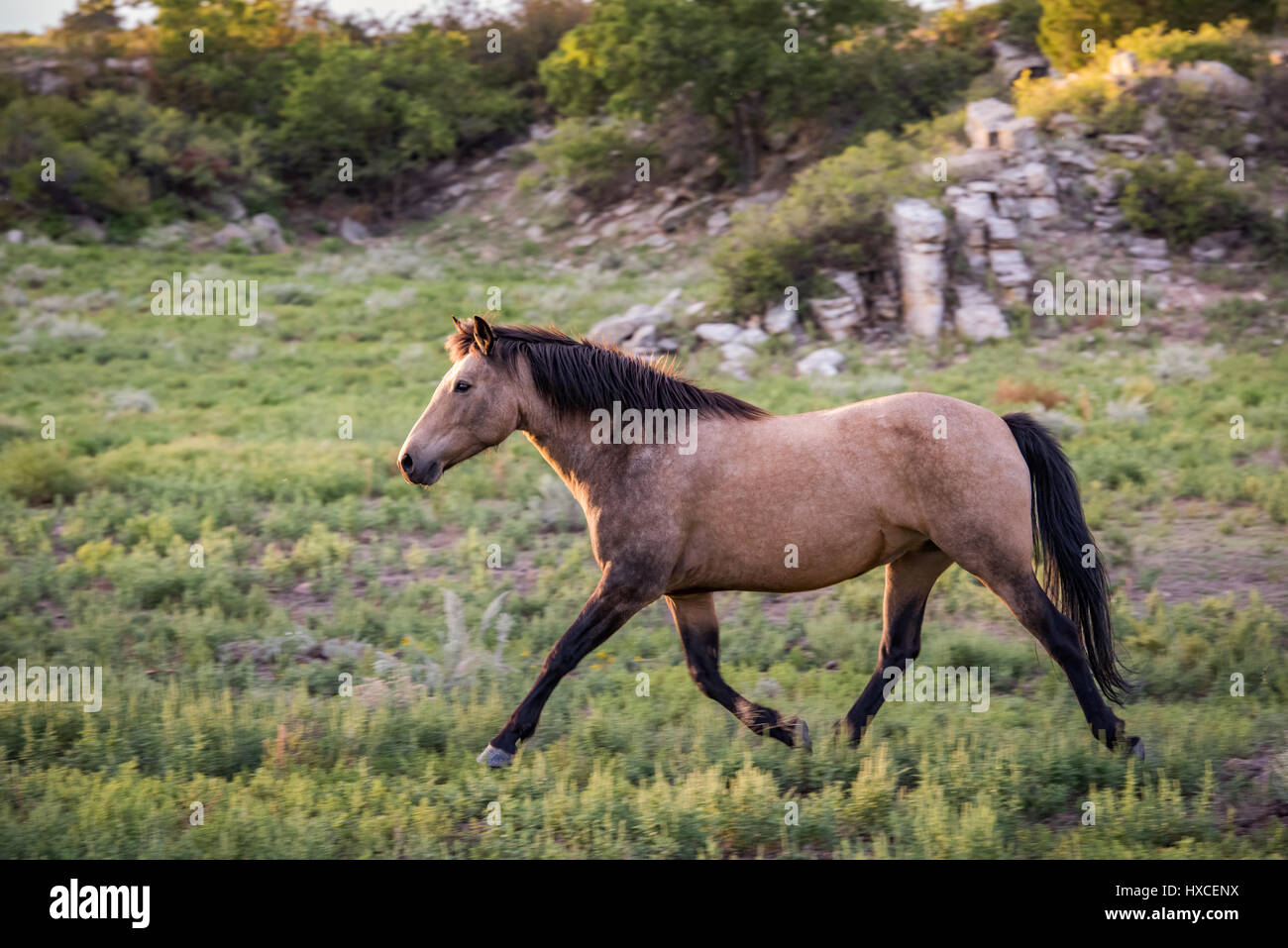 Single Mustang Roaming on the Prairie Stock Photo - Alamy
