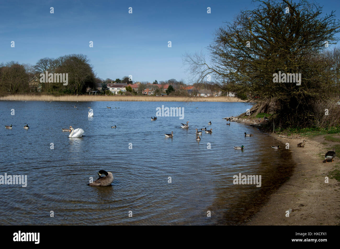 Hornsea mere hi-res stock photography and images - Alamy