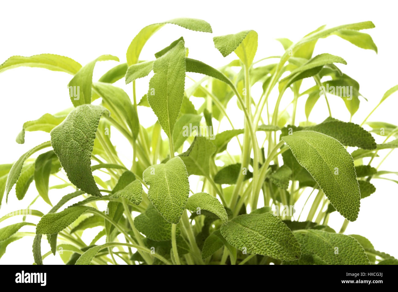 Salbei green hi-res stock photography and images - Alamy