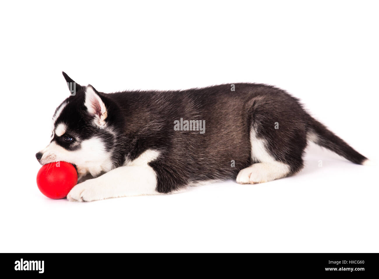 Siberian husky playing with a ball, in the studio on a white background ...