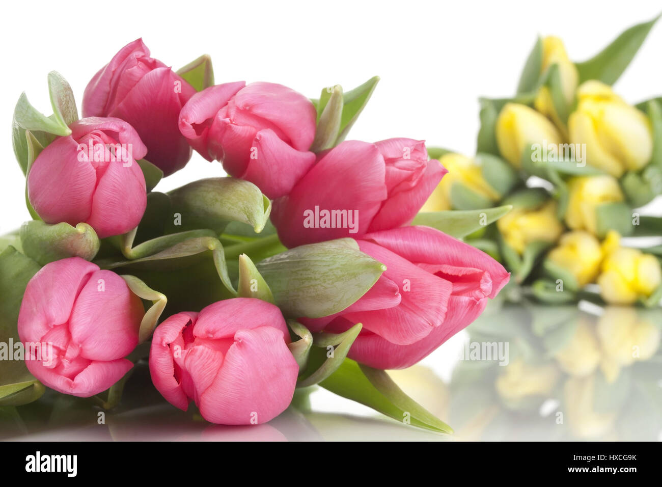 Different tulips, Different tulips |, Verschiedene Tulpen |Different ...