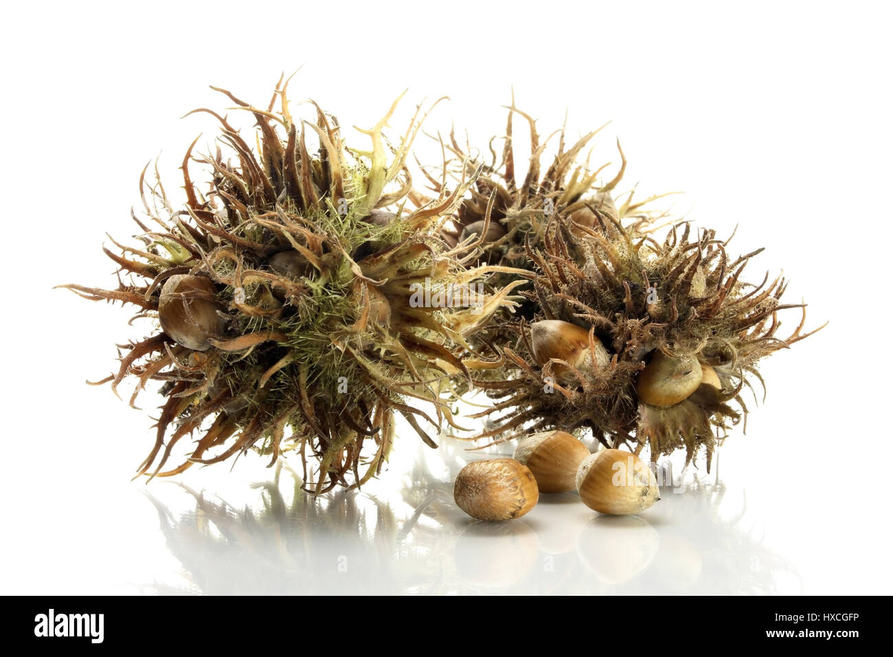Hazelnut cores hi-res stock photography and images - Alamy