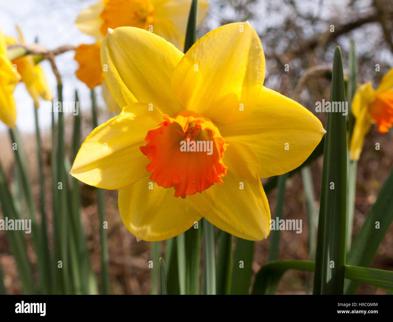 Gorgeous daffodils blooming in full in spring Stock Photo - Alamy
