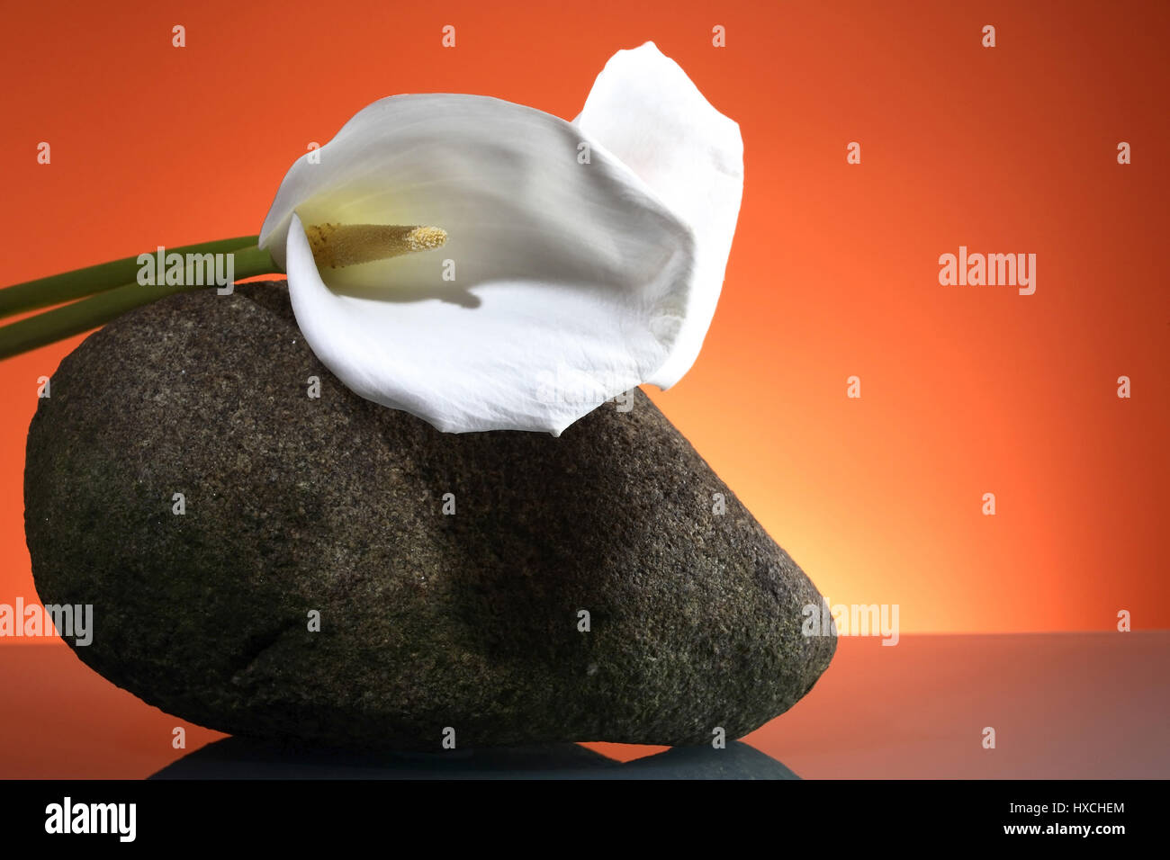 White Calla, Weisse Calla Stock Photo - Alamy