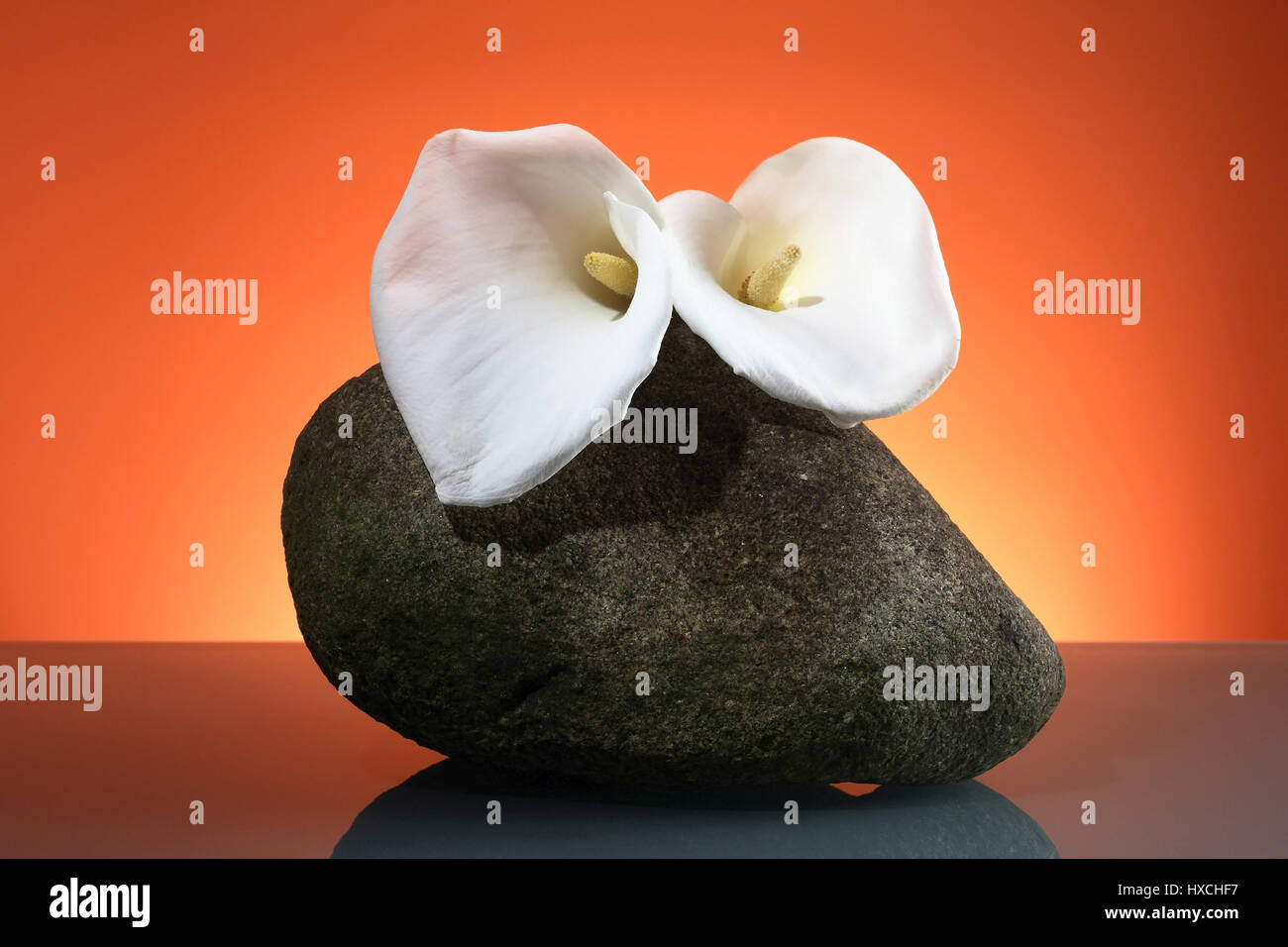 White Calla, Weisse Calla Stock Photo - Alamy