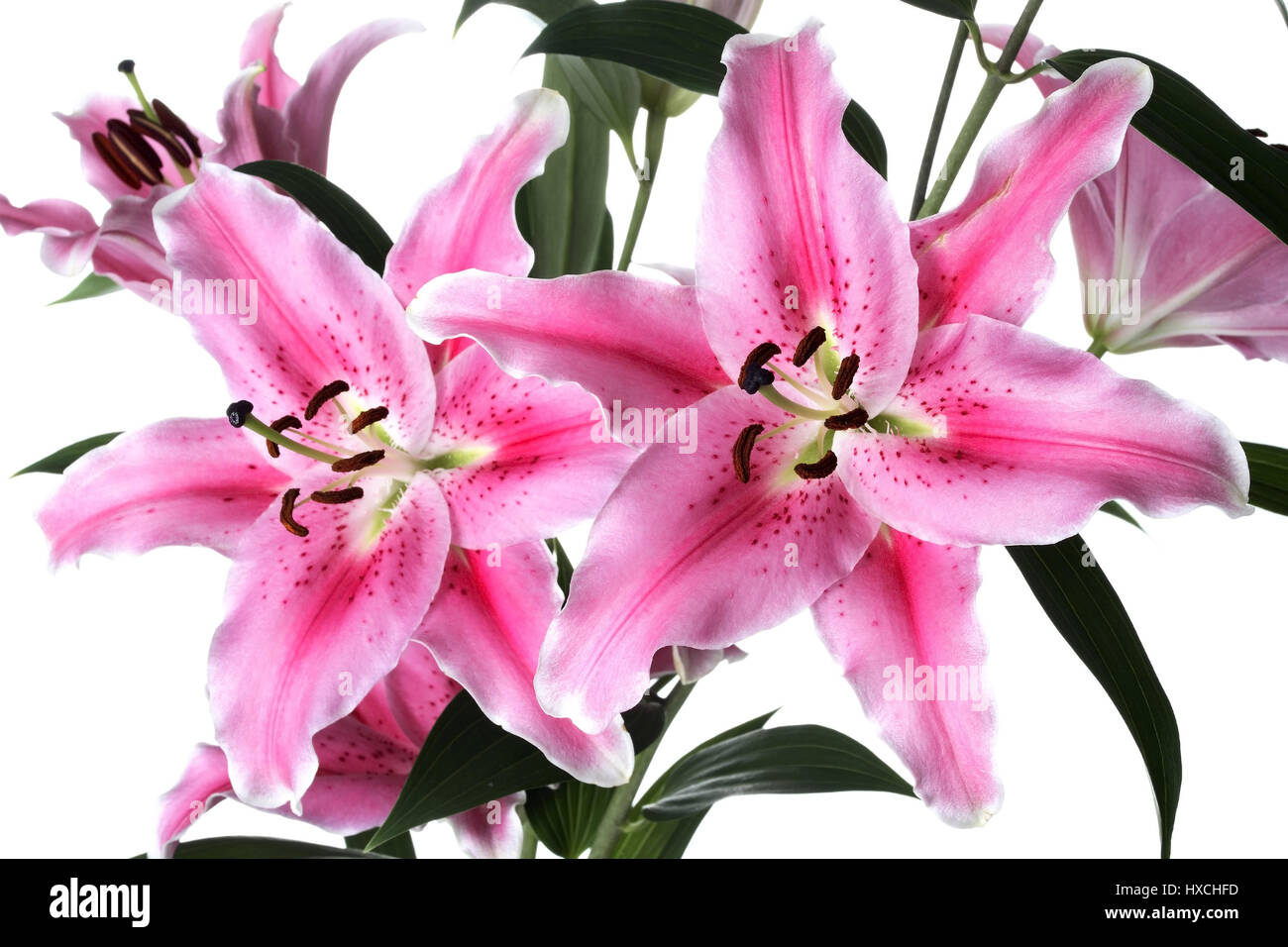 Lilie rose hi-res stock photography and images - Alamy