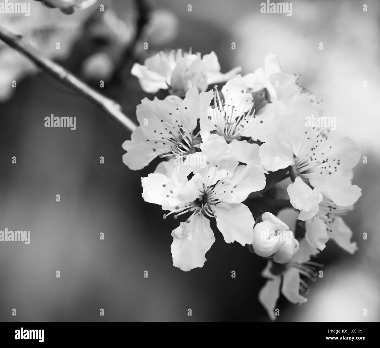 Apricot tree blossom Black and White Stock Photos & Images - Alamy