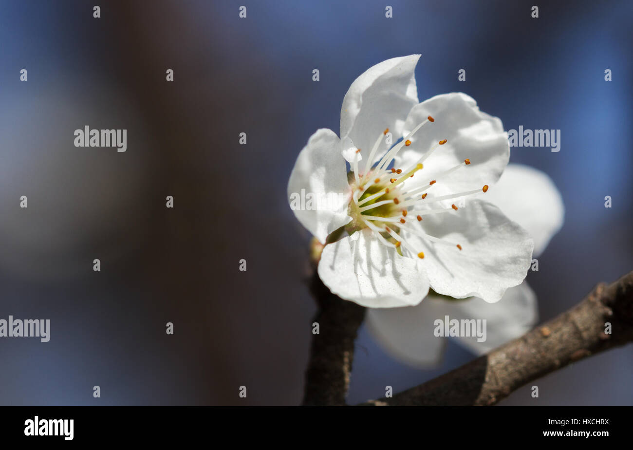 White flower of apricot tree with blurred dark background, horizontal ...