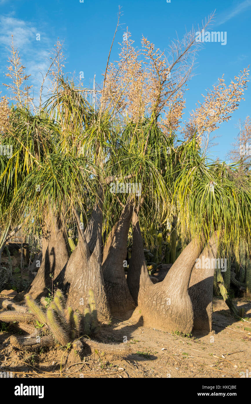 Elephants foot tree hi-res stock photography and images - Alamy