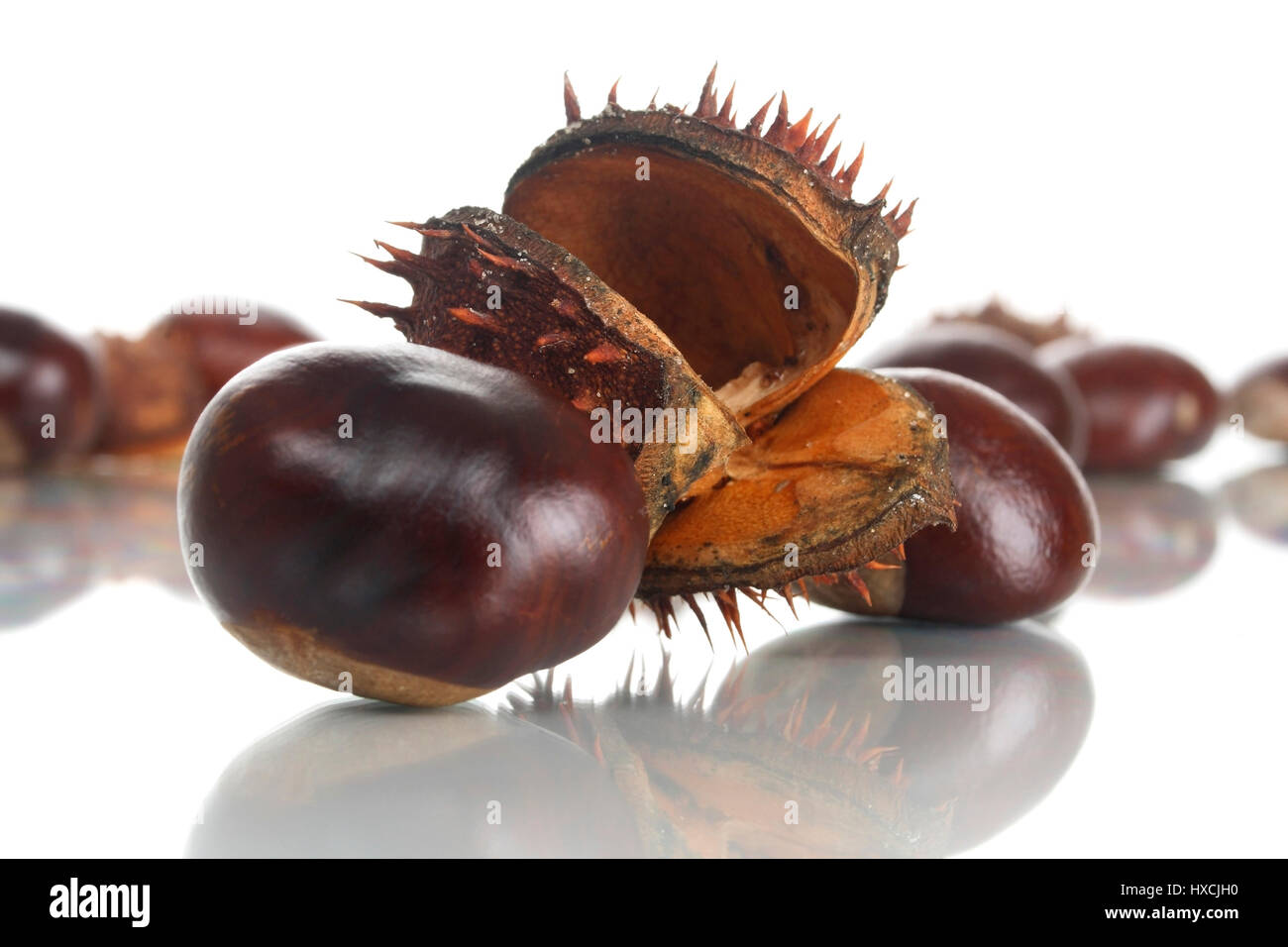 Chestnut colouring hi-res stock photography and images - Alamy