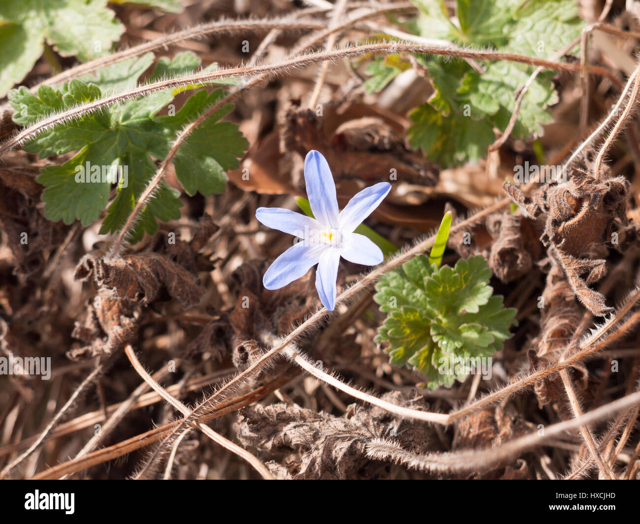 A beautiful blue flower head blooming in spring Stock Photo - Alamy