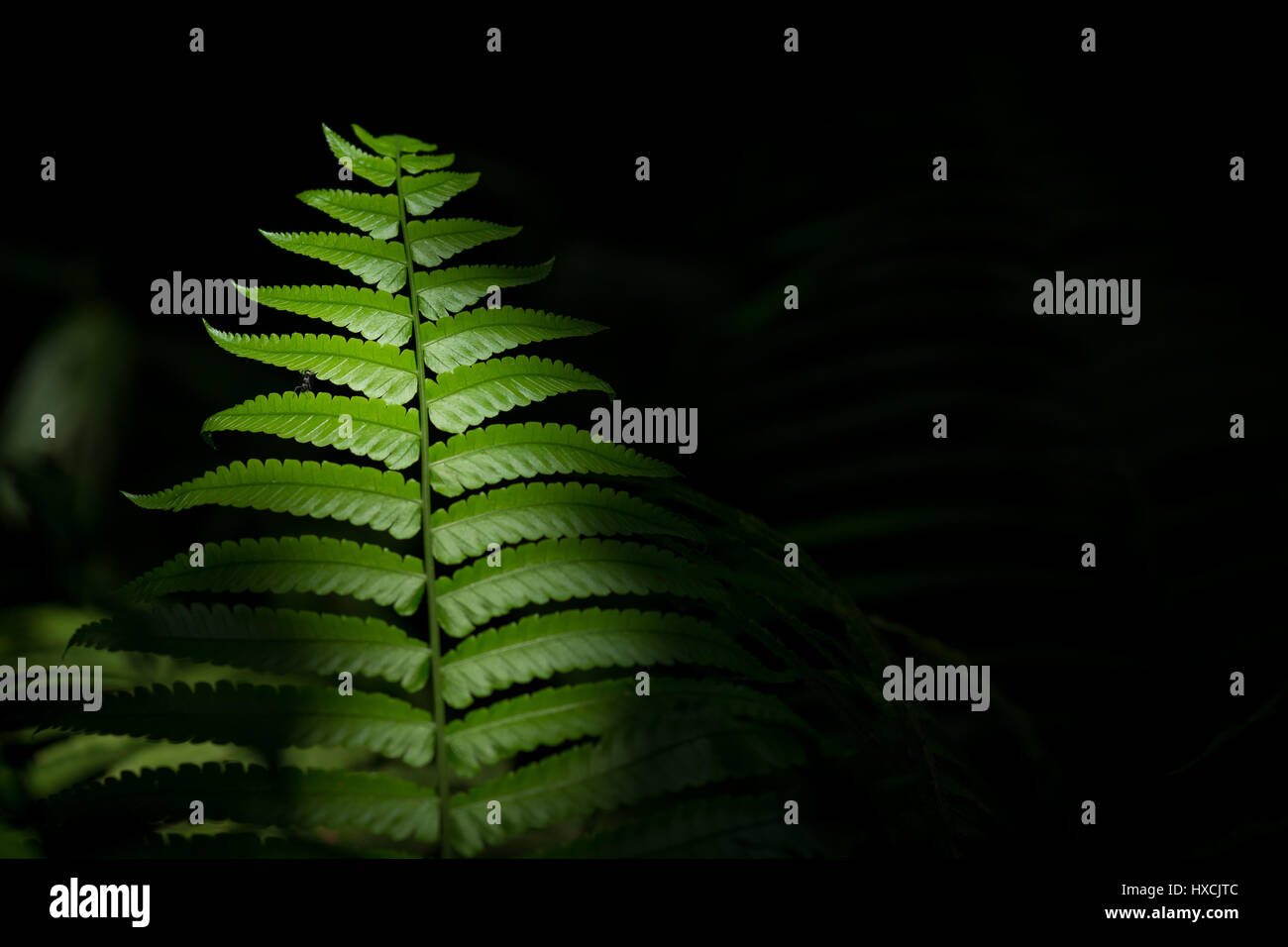 A lone ant climbs across a fern like plant deep in a Malaysian National ...
