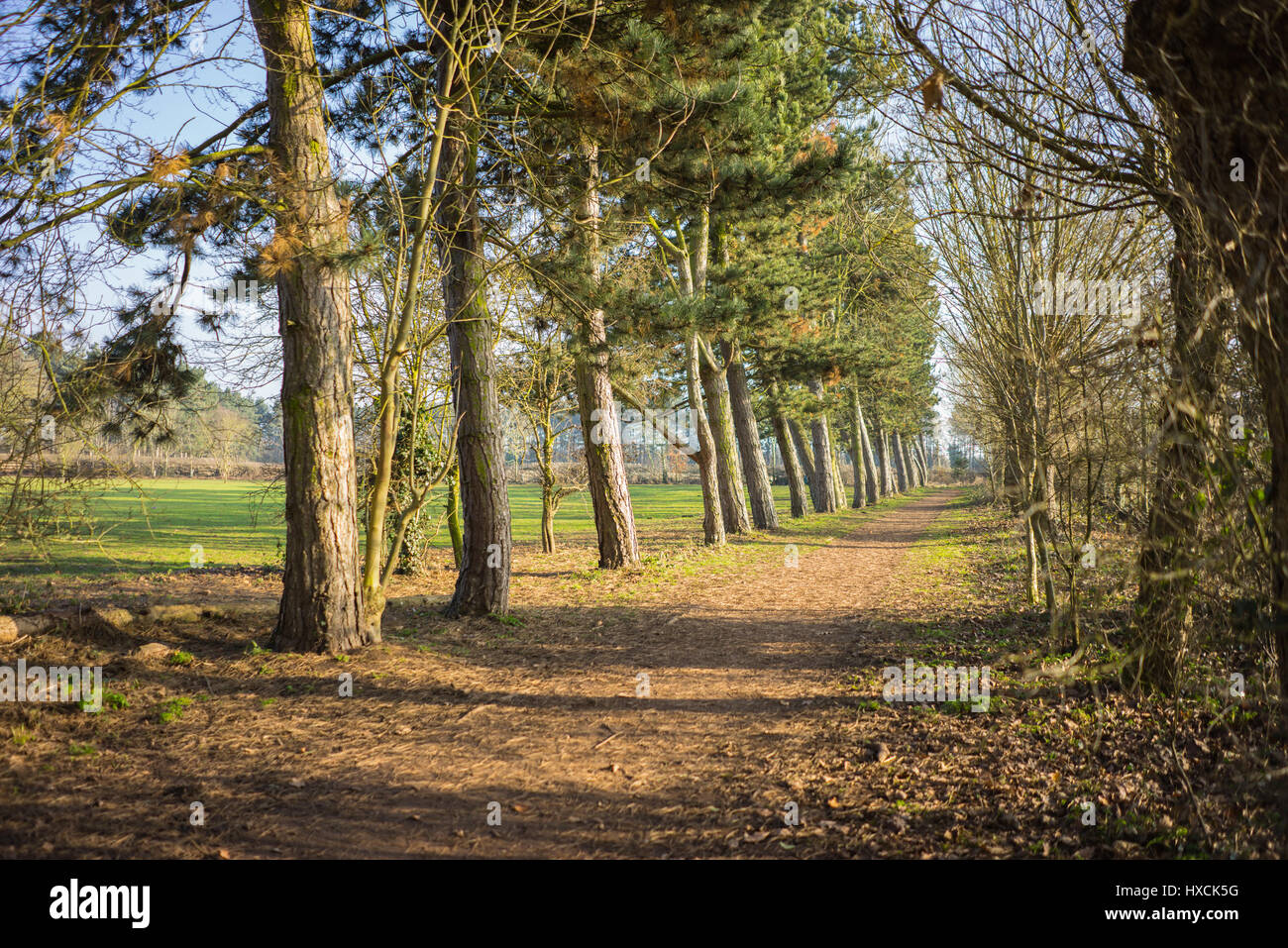 Line of tree trunks Stock Photo - Alamy