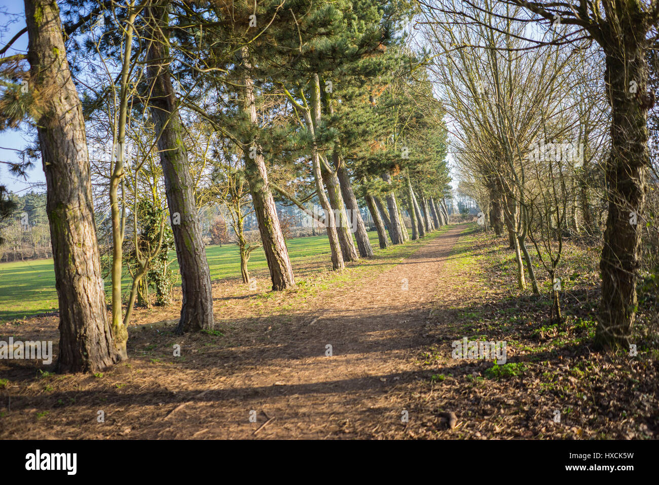 Line of tree trunks Stock Photo - Alamy