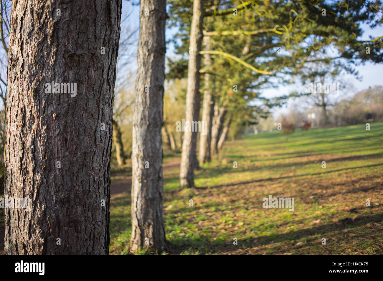 Line of tree trunks Stock Photo - Alamy