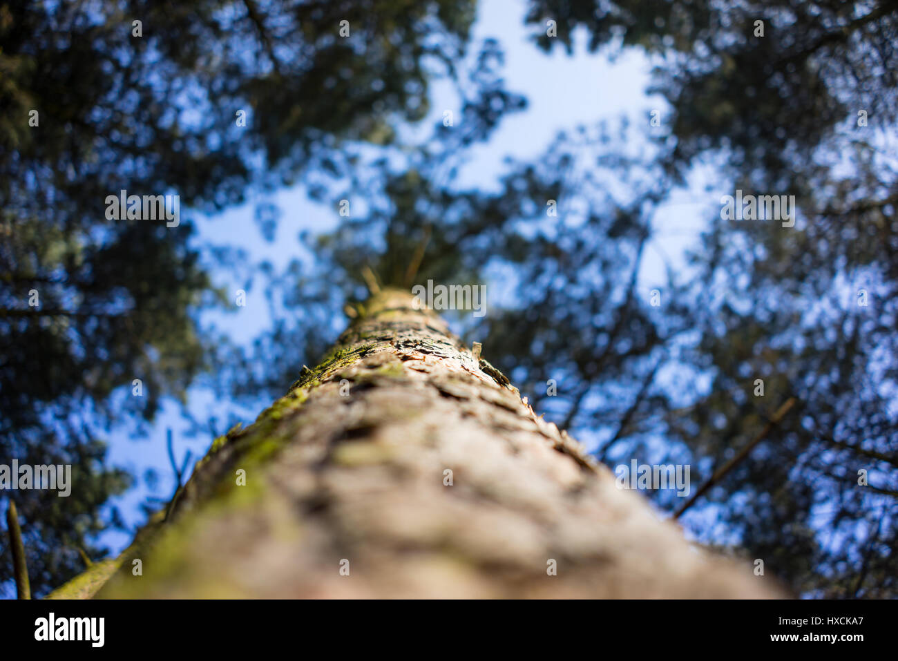 Centre focus blur background of tree trunk, top of trees branches, sky ...