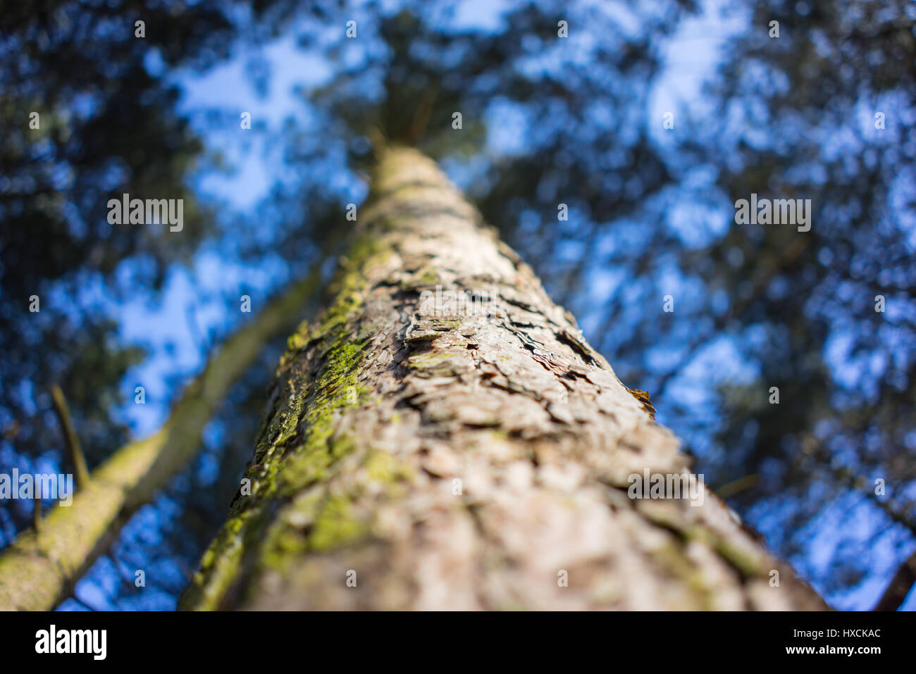 Centre focus blur background of tree trunk, top of trees branches, sky ...