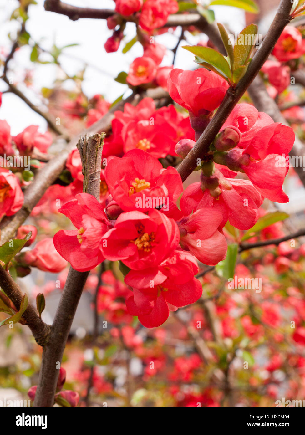 Beautiful and peaceful red flower heads Stock Photo - Alamy