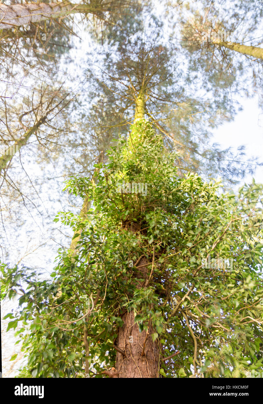 Tree tops against a blue cloudy sky in Autumn Stock Photo - Alamy