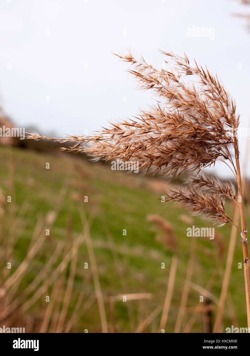 Beautiful wispy reeds on a glorious day Stock Photo - Alamy