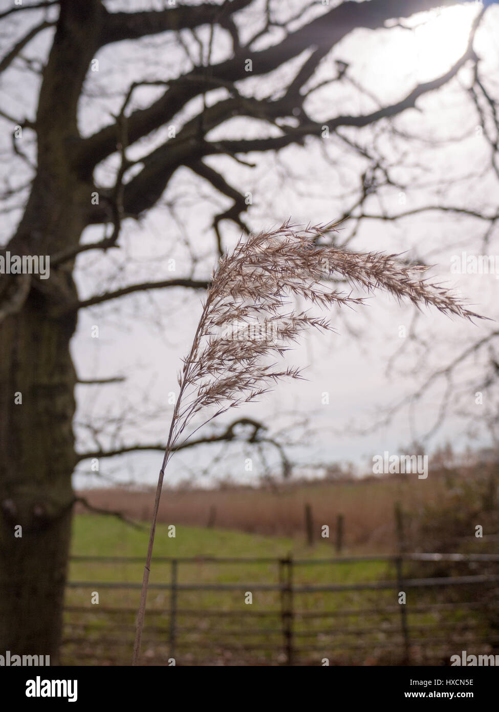 Single reed blowing in the wind Stock Photo - Alamy