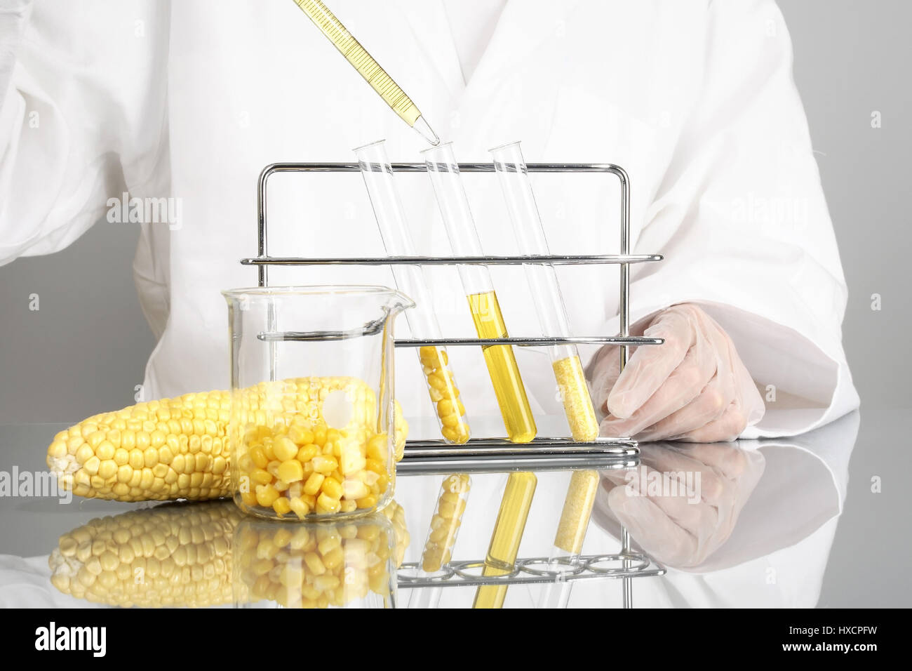 Investigation of maize in the lab, Untersuchung von Mais im Labor Stock ...