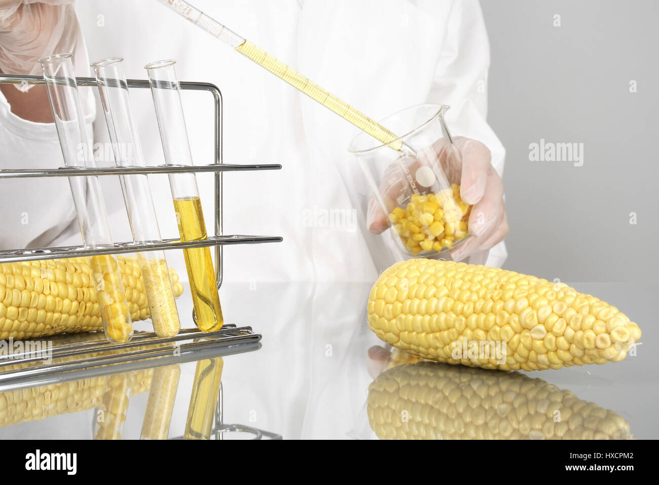 Investigation of maize in the lab, Untersuchung von Mais im Labor Stock ...