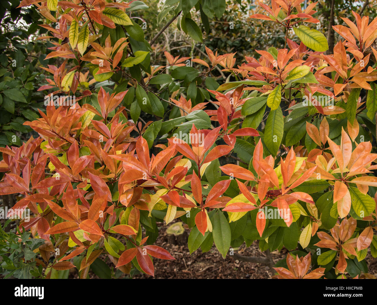 " The leaves of Spring Stock Photo - Alamy