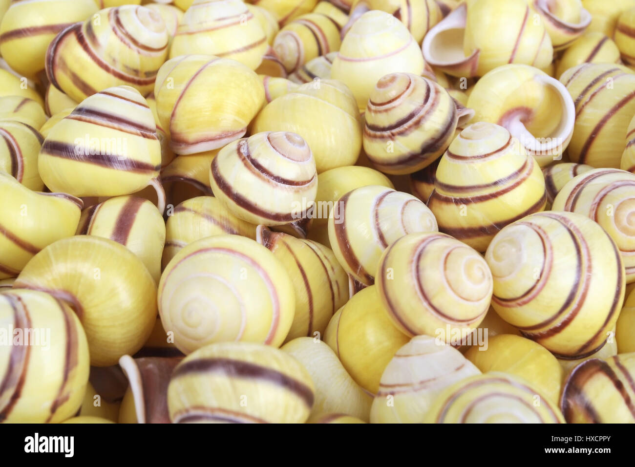 Muscheln nordsee hi-res stock photography and images - Alamy