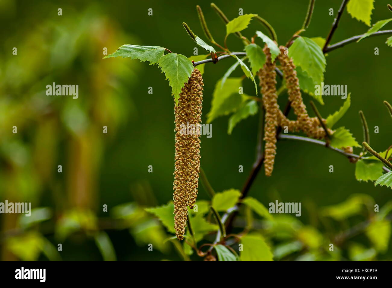 Silver birch tree in bloom hi-res stock photography and images - Alamy