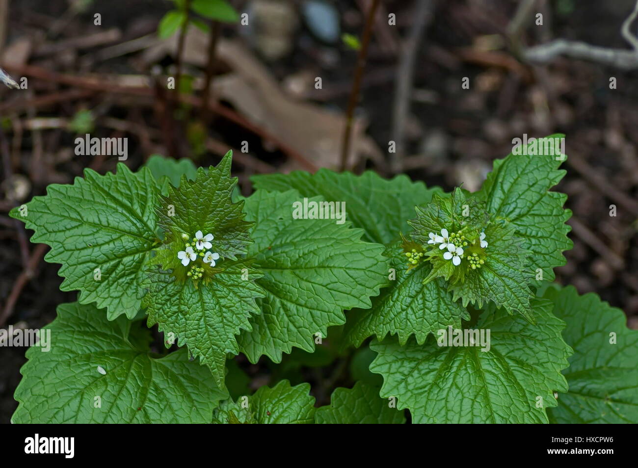 Spray of lamium album, commonly called white nettle or white dead ...