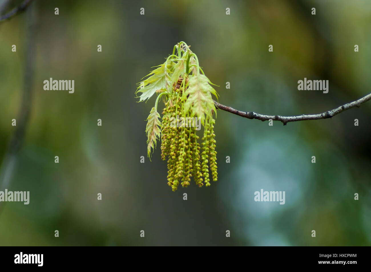 White poplar tree hi-res stock photography and images - Alamy