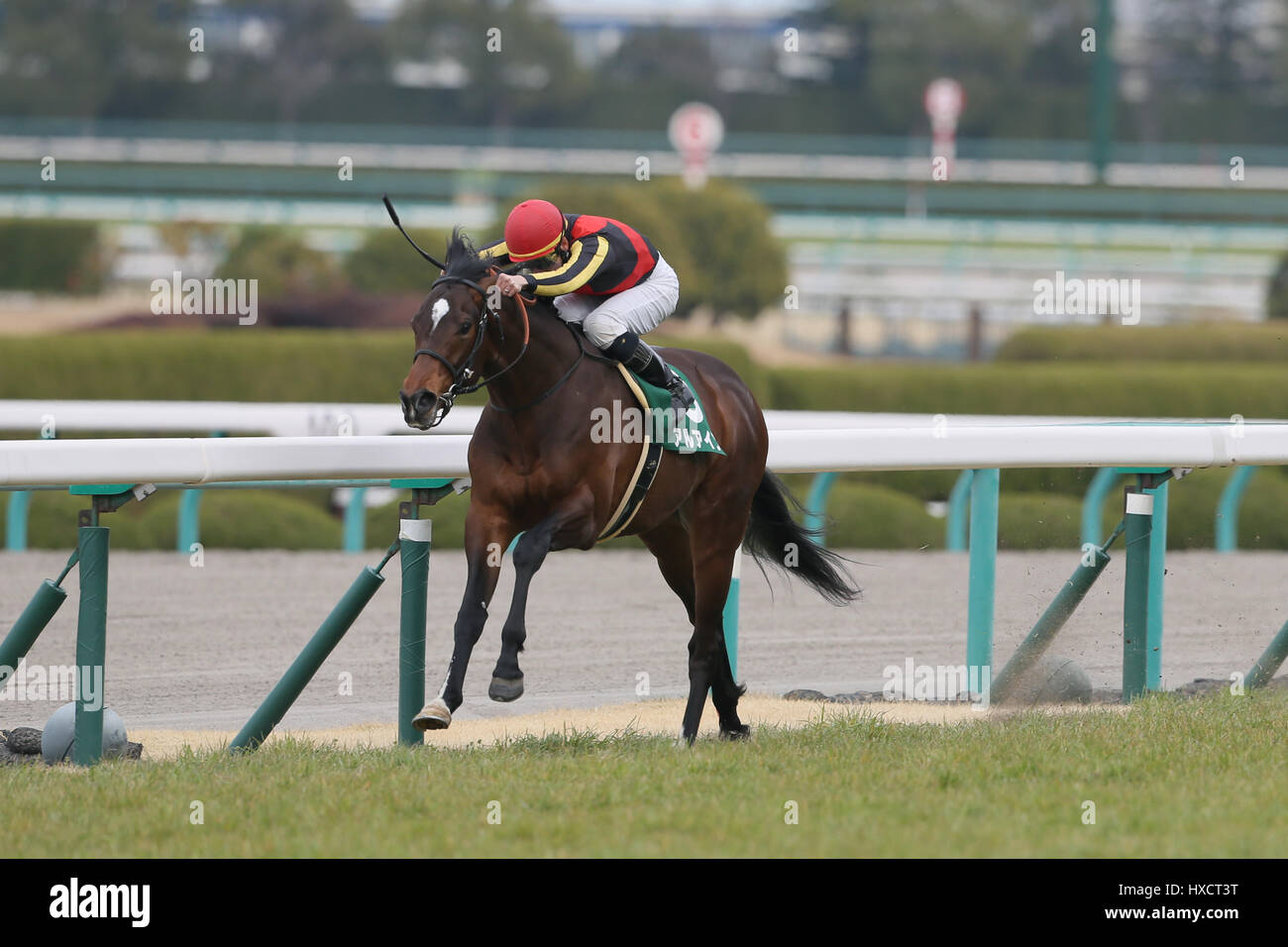 Hyogo, Japan. 25th Mar, 2017. Al Ain (Kohei Matsuyama) Horse Racing ...