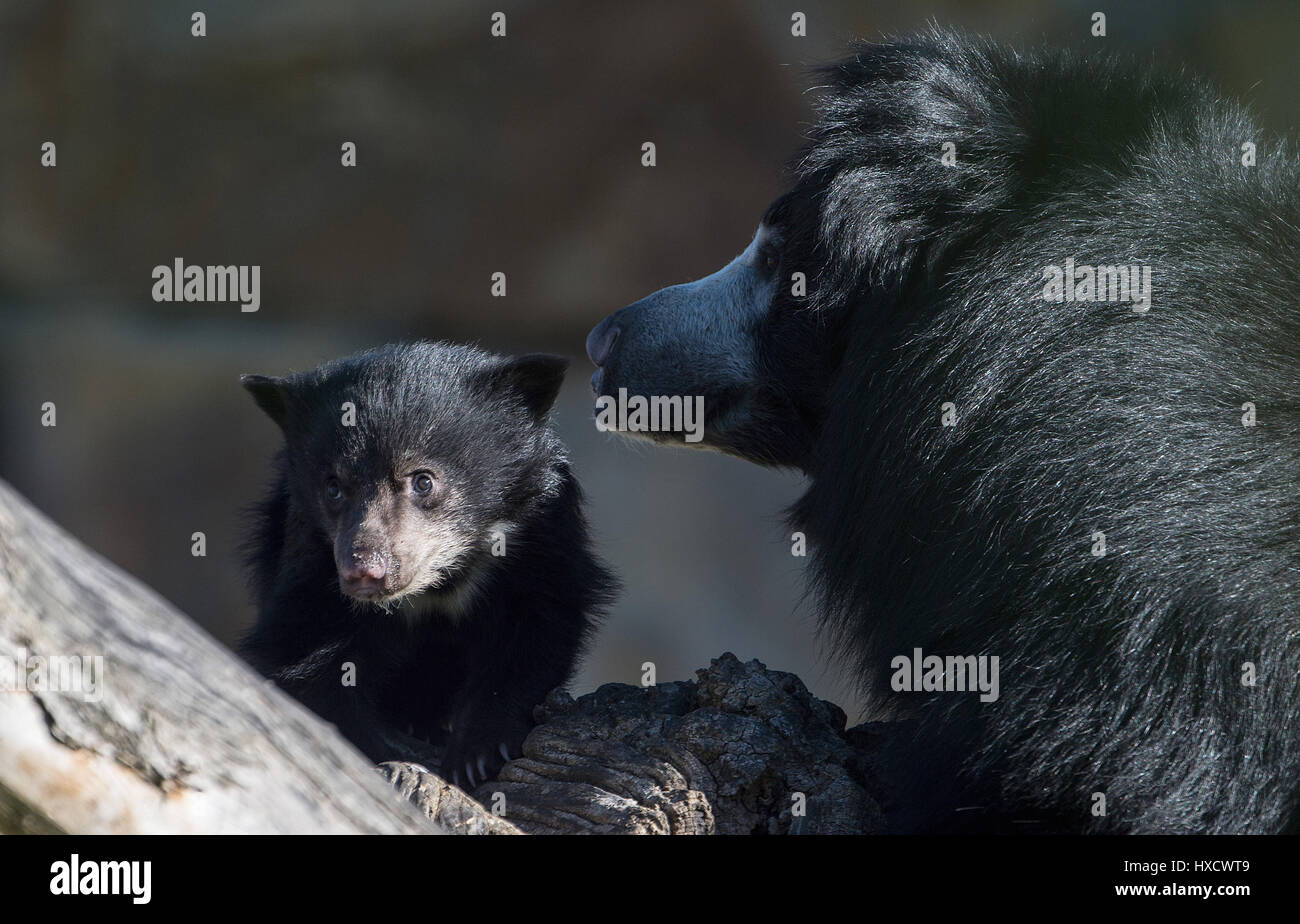 Berlin, Germany. 27th Mar, 2017. The little sloth bear can be seen with ...