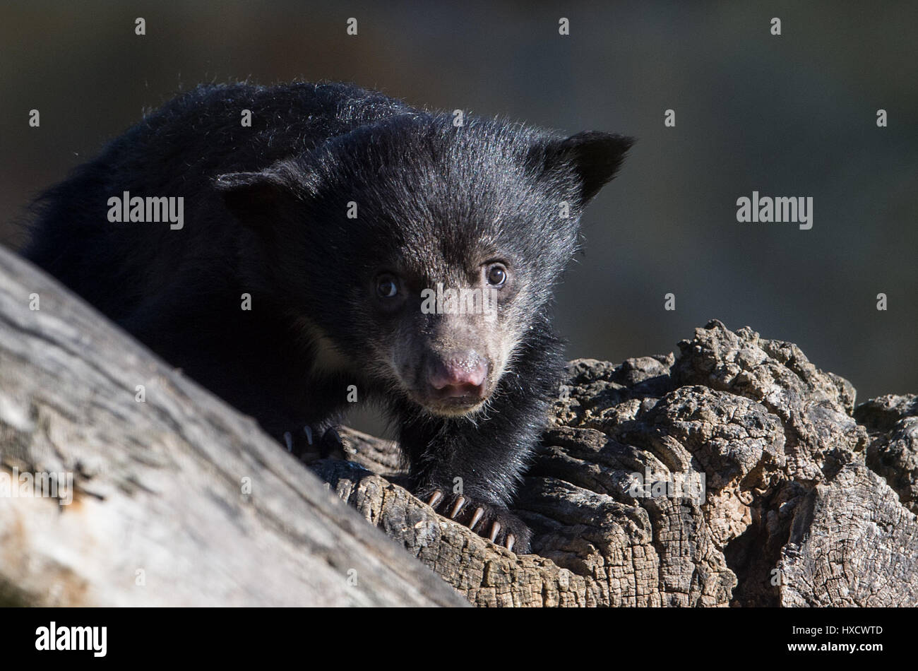Berlin, Germany. 27th Mar, 2017. The little sloth bear can be seen with ...