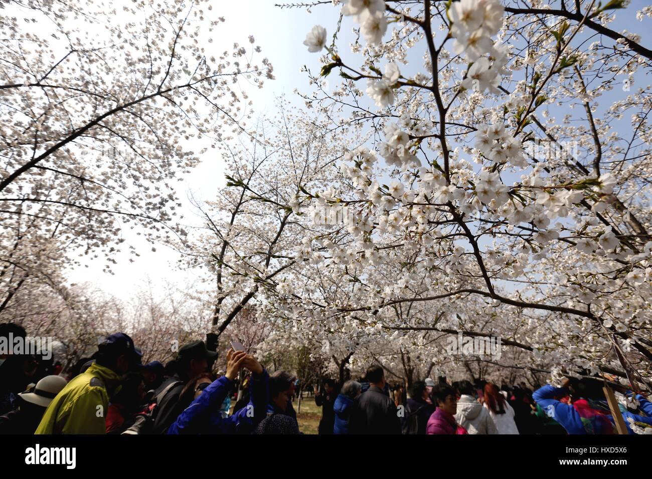 Beijing, China. 28th Mar, 2017. Tourists view cherry blossoms at ...