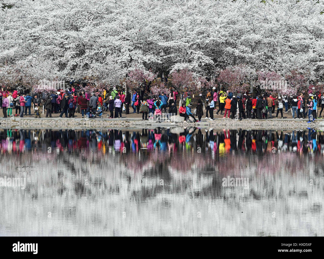 Beijing, China. 28th Mar, 2017. Tourists view cherry blossoms at ...