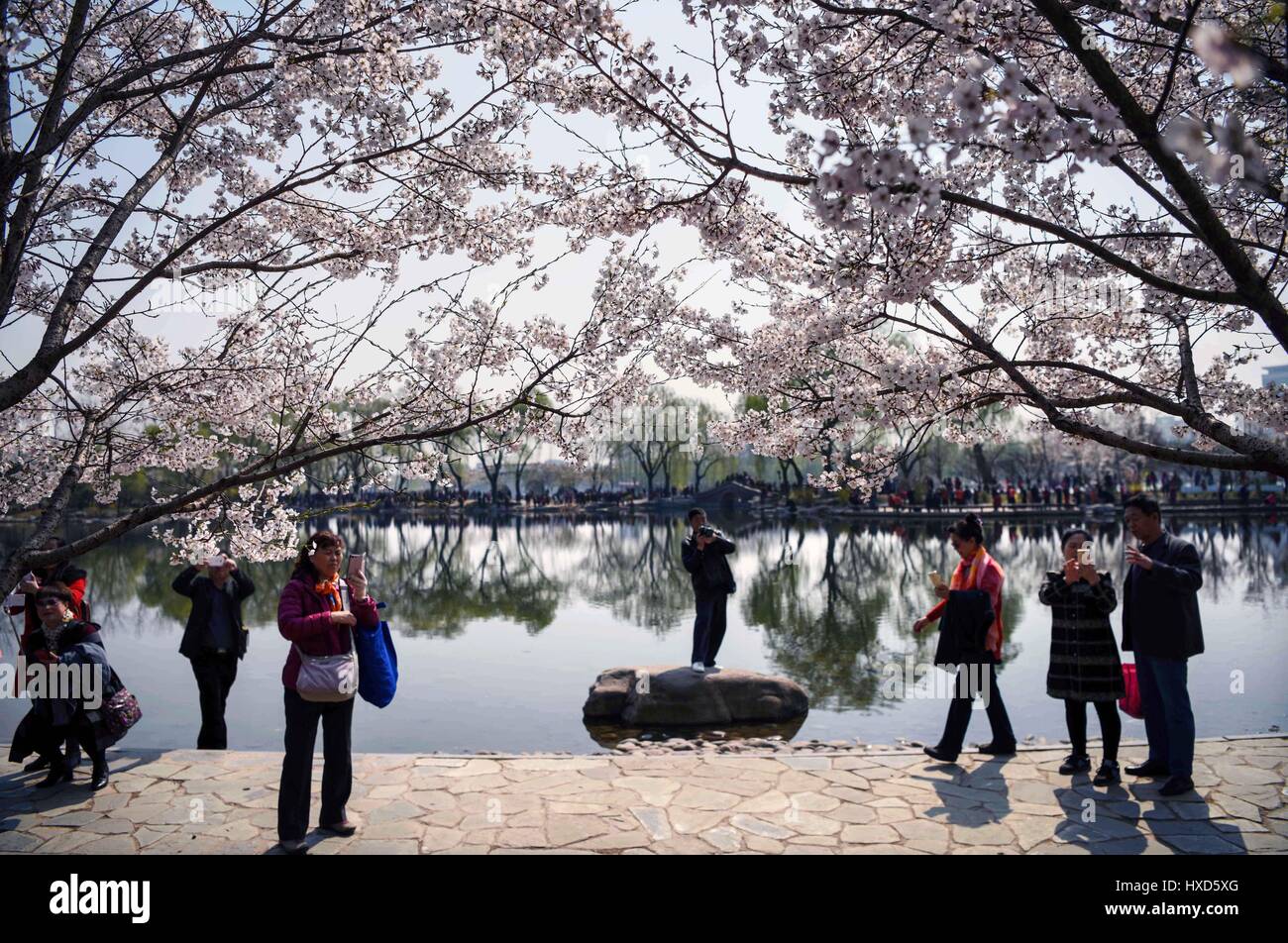 Beijing, China. 28th Mar, 2017. Tourists view cherry blossoms at ...