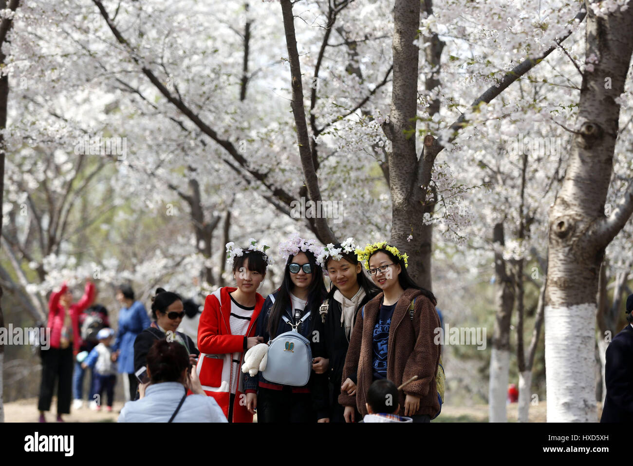 Beijing, China. 28th Mar, 2017. Tourists pose for photos under cherry ...