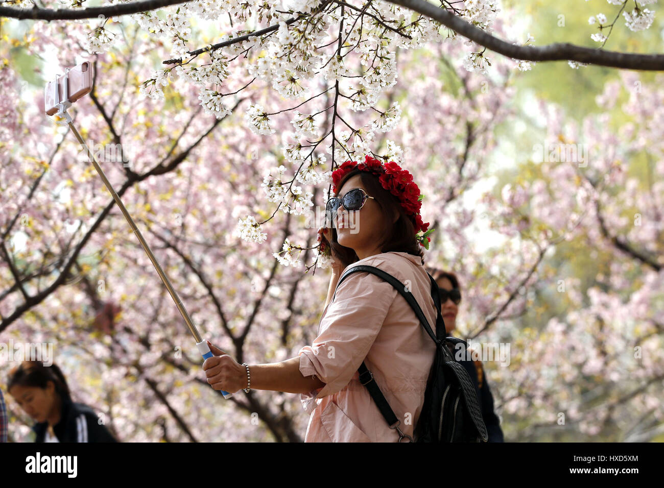 Beijing, China. 28th Mar, 2017. A woman takes selfie under cherry ...