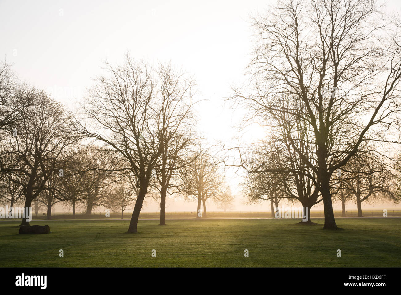 Chestnuts and plane trees hi-res stock photography and images - Alamy
